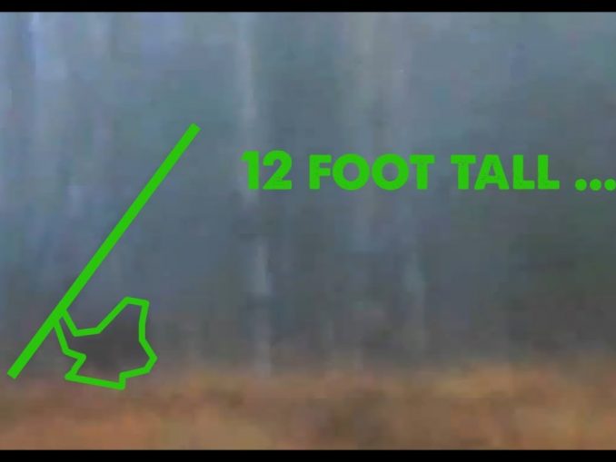 Alberta Sasquatch - Bigfoot in the Canadian Rockies